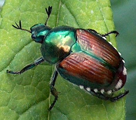 Happy June Bug Day! – Ashley Harris